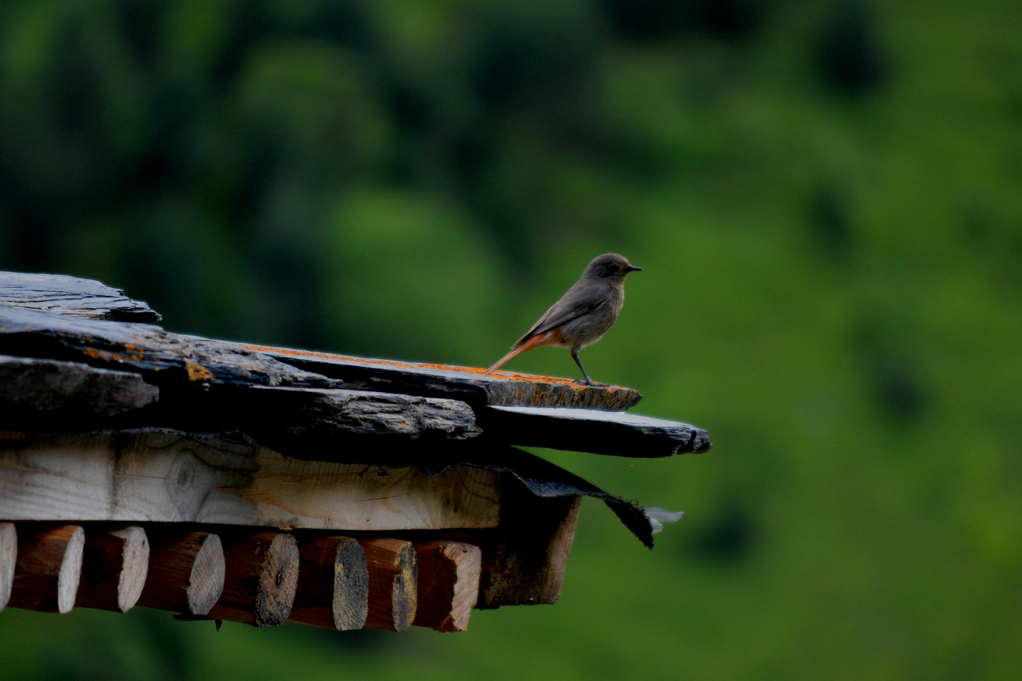 Mtirala National Park